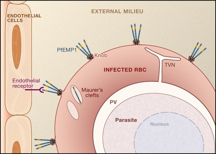1.1.4. Biología celular de la merogonia o esquizogonia intra-eritrocítica
