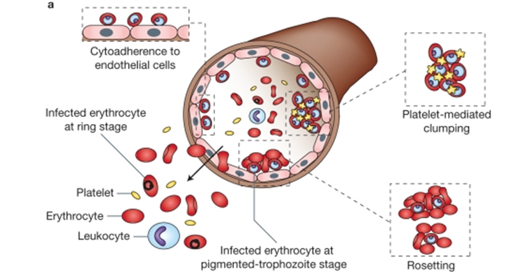 1.1.4. Biología celular de la merogonia o esquizogonia intra-eritrocítica